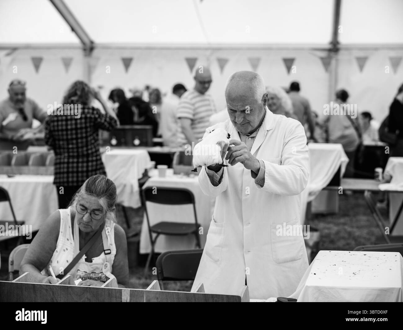 Stithians Show Cornwall July 2025 Stock Photo - Alamy