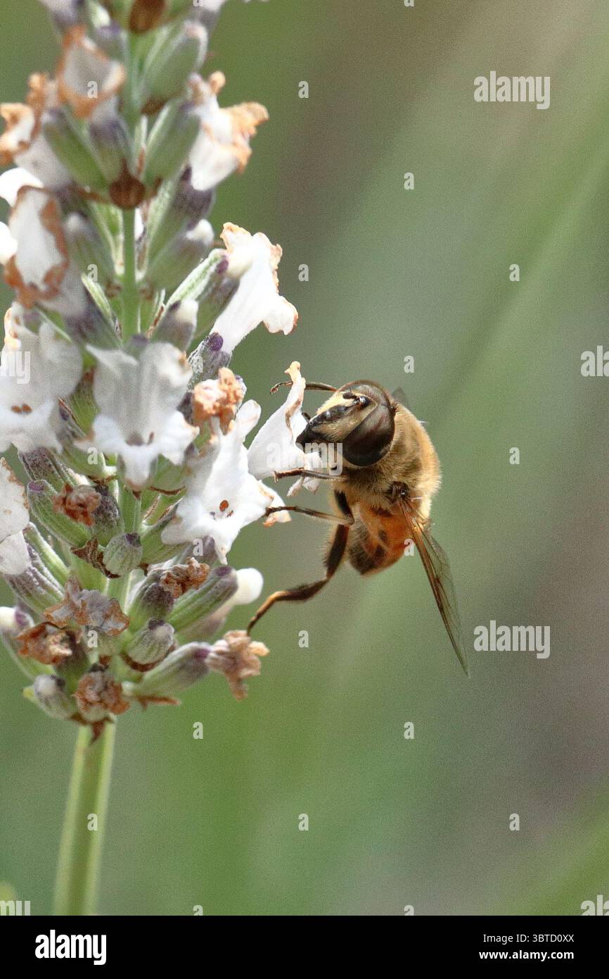 Honey bee, genus Apis Mellifera Stock Photo - Alamy