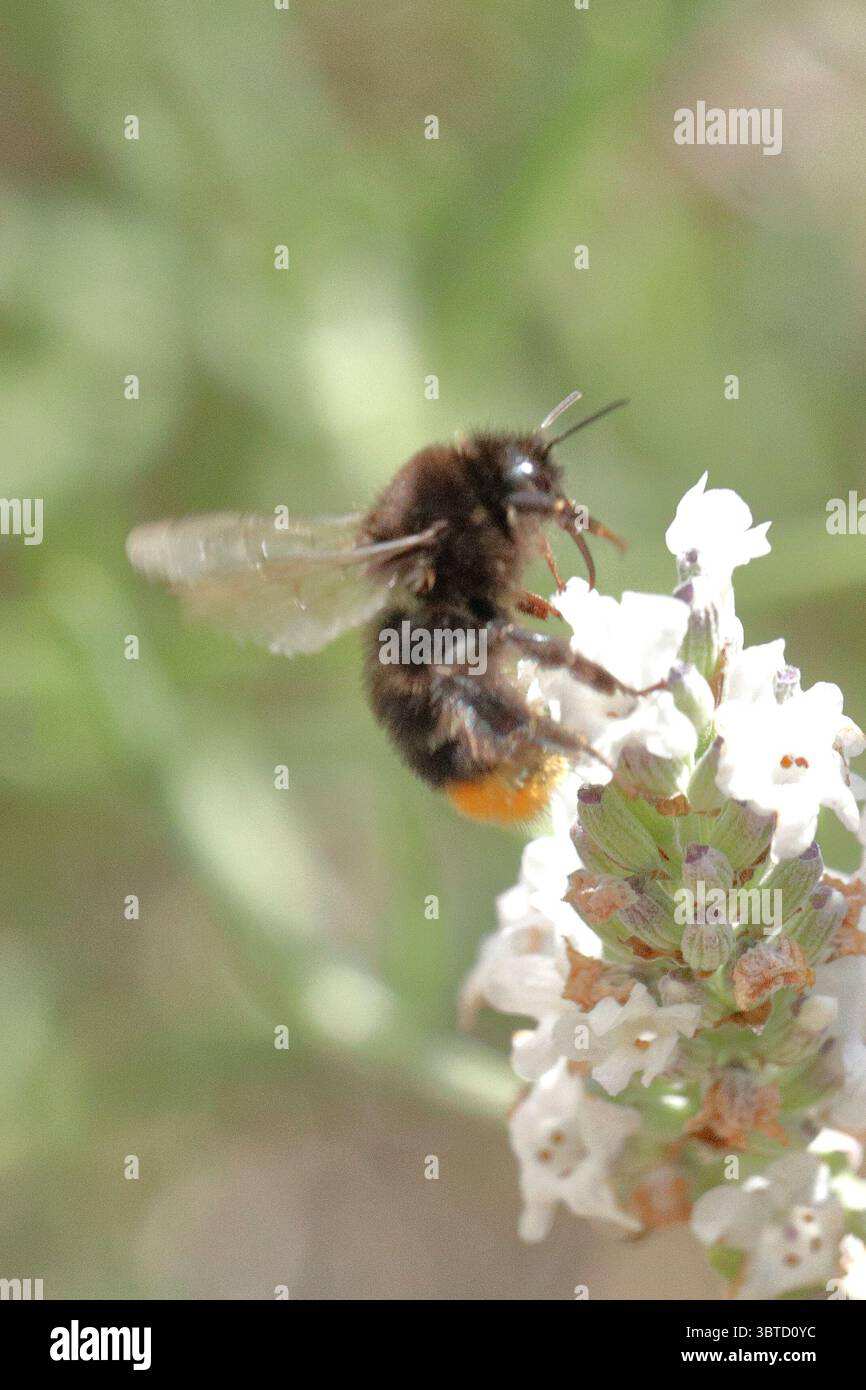 Red-Tailed Bumblebee, Bombus lucorum Stock Photo - Alamy