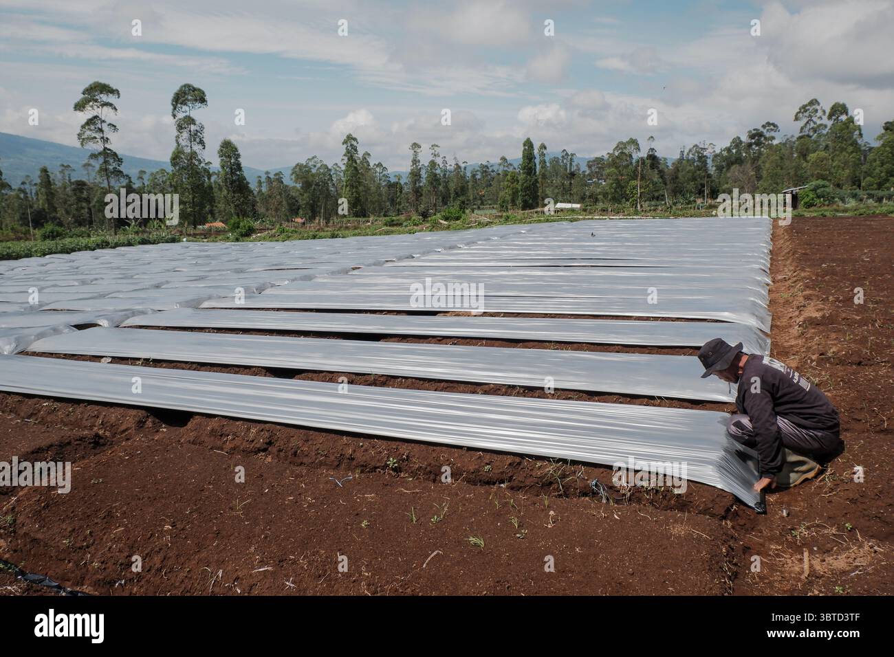 July 15, 2025, Garut, West Java, Indonesia: farmers covering seed ...