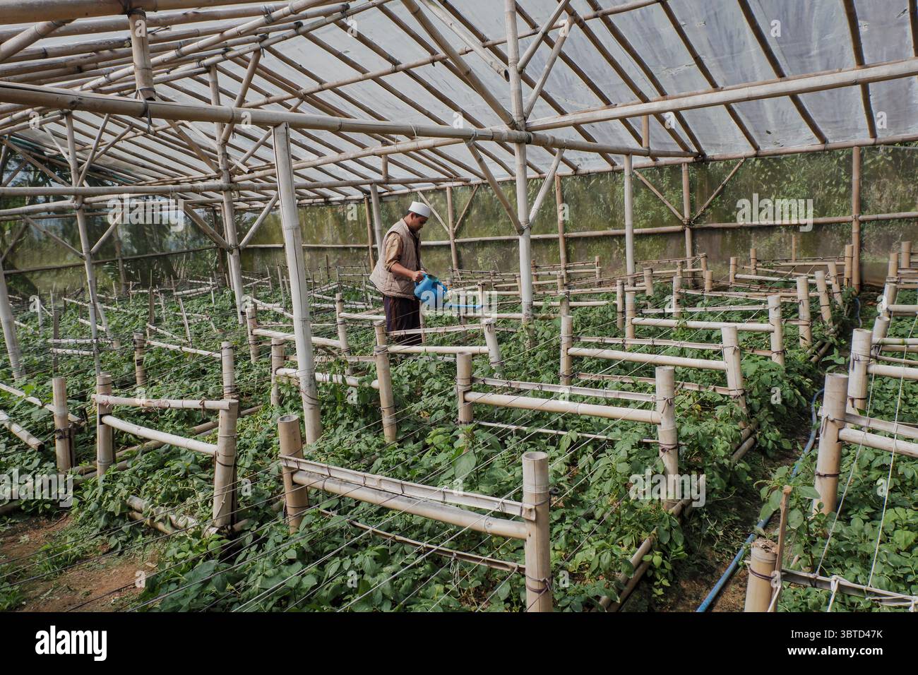 July 15, 2025, Garut, West Java, Indonesia: Farmer watering granola ...