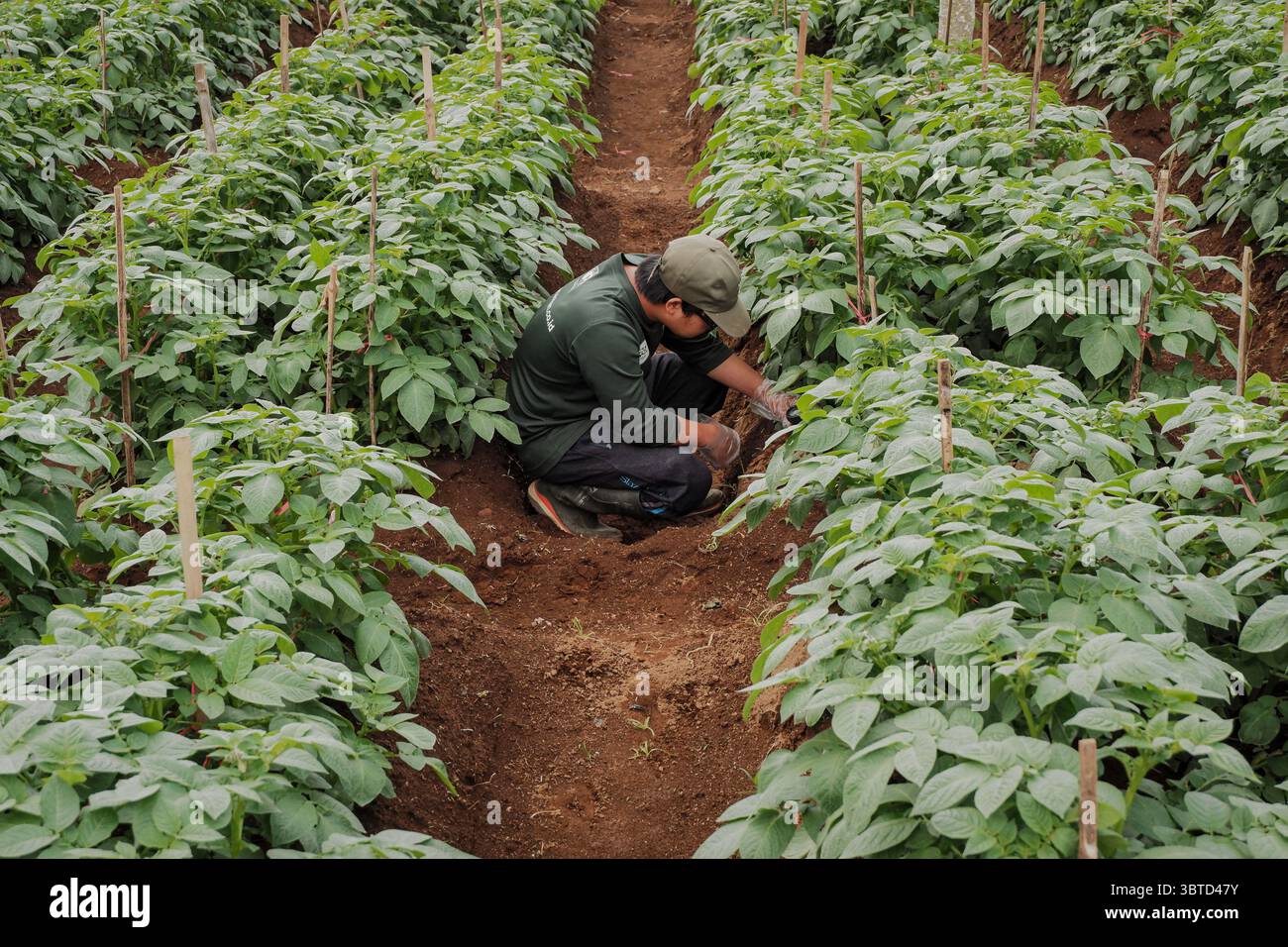 July 15, 2025, Garut, West Java, Indonesia: Plant Doctor inspects the ...
