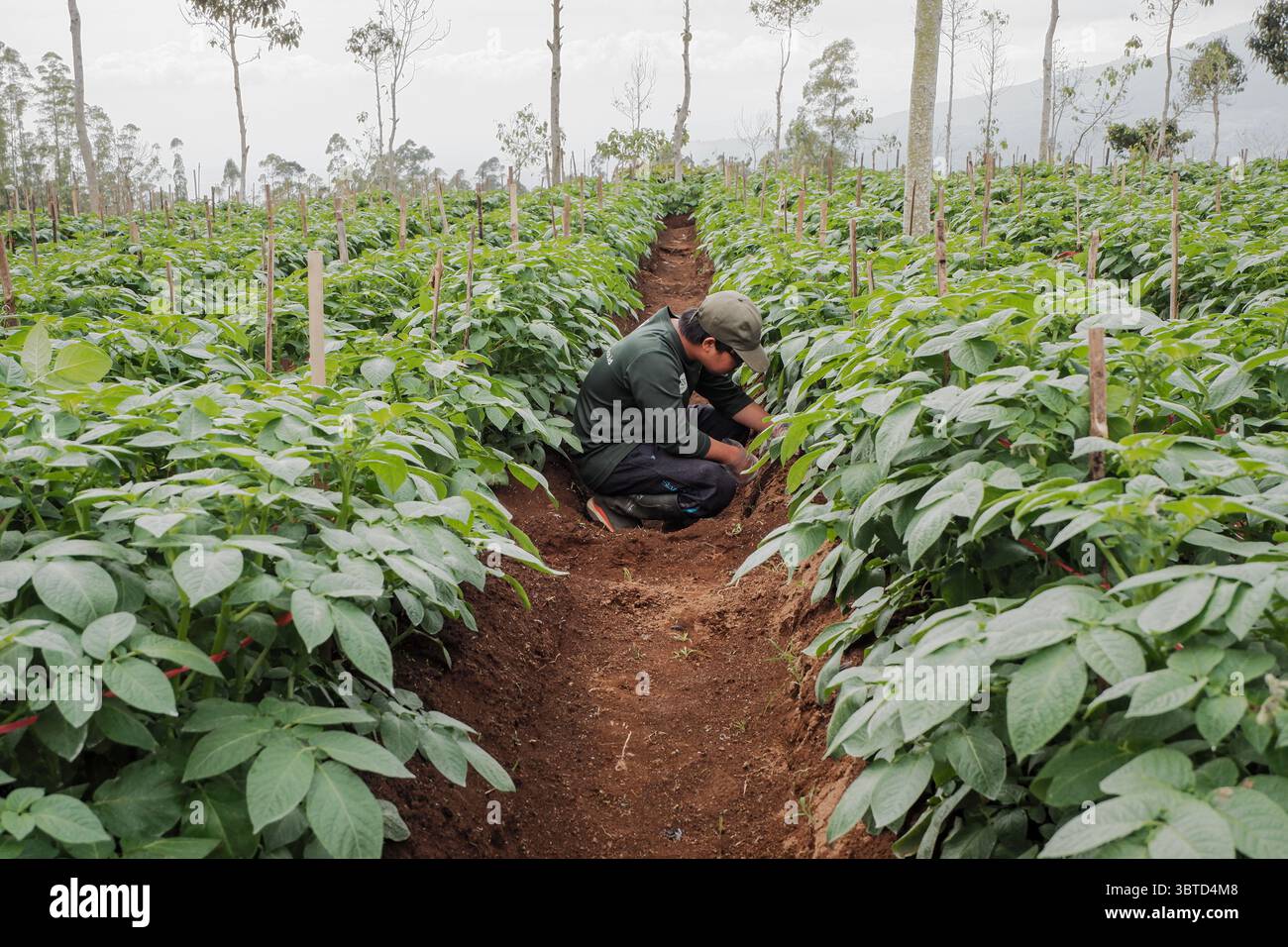 July 15, 2025, Garut, West Java, Indonesia: Plant Doctor inspects the ...