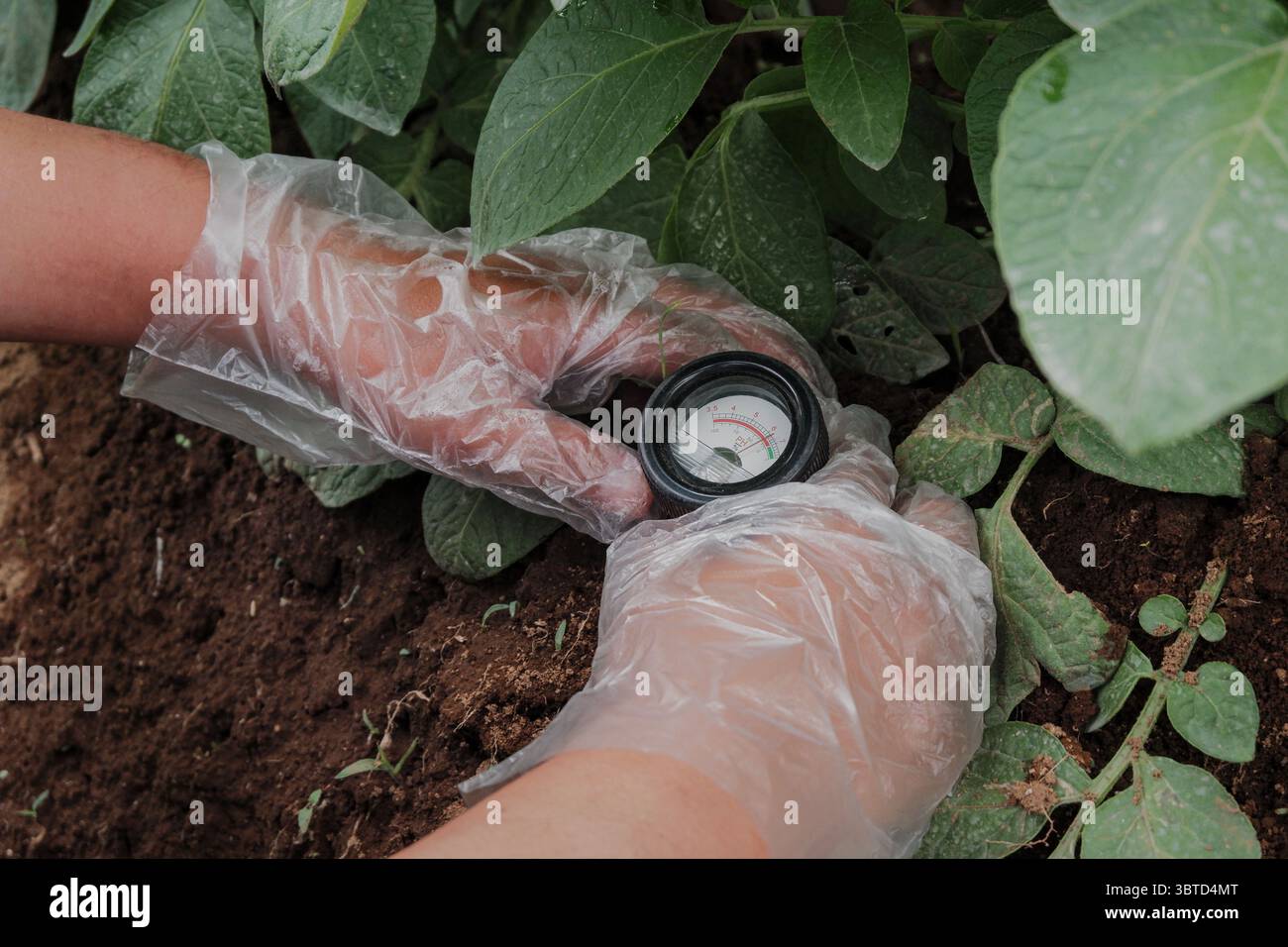 July 15, 2025, Garut, West Java, Indonesia: Plant Doctor inspects the ...