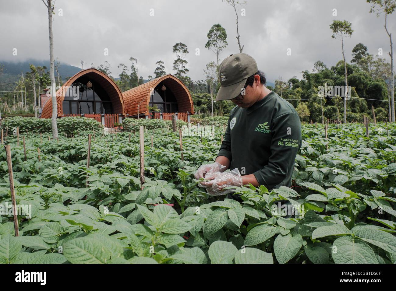 July 15, 2025, Garut, West Java, Indonesia: Plant Doctor inspects the ...