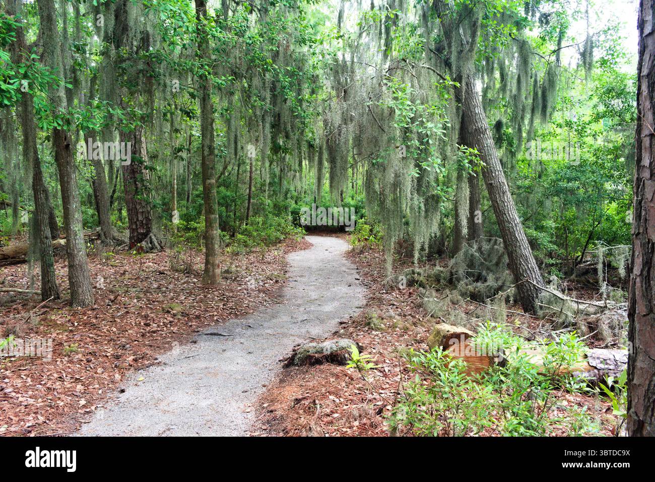 The beautiful Fatty Creek Trail at Goose Creek State Park winds through ...