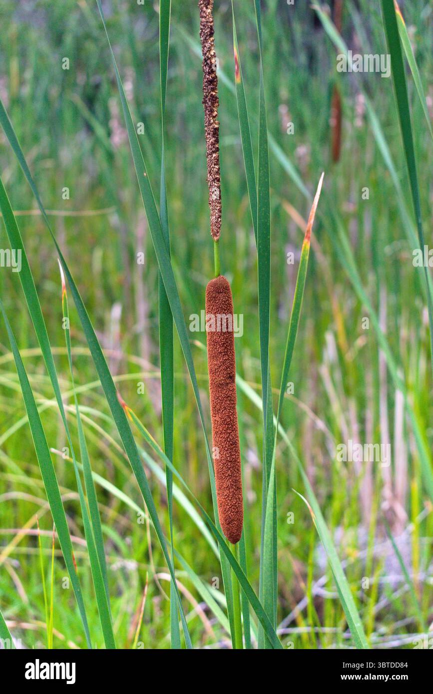 Cattails grow along a creek that a hiking trail at Goose Creek State ...