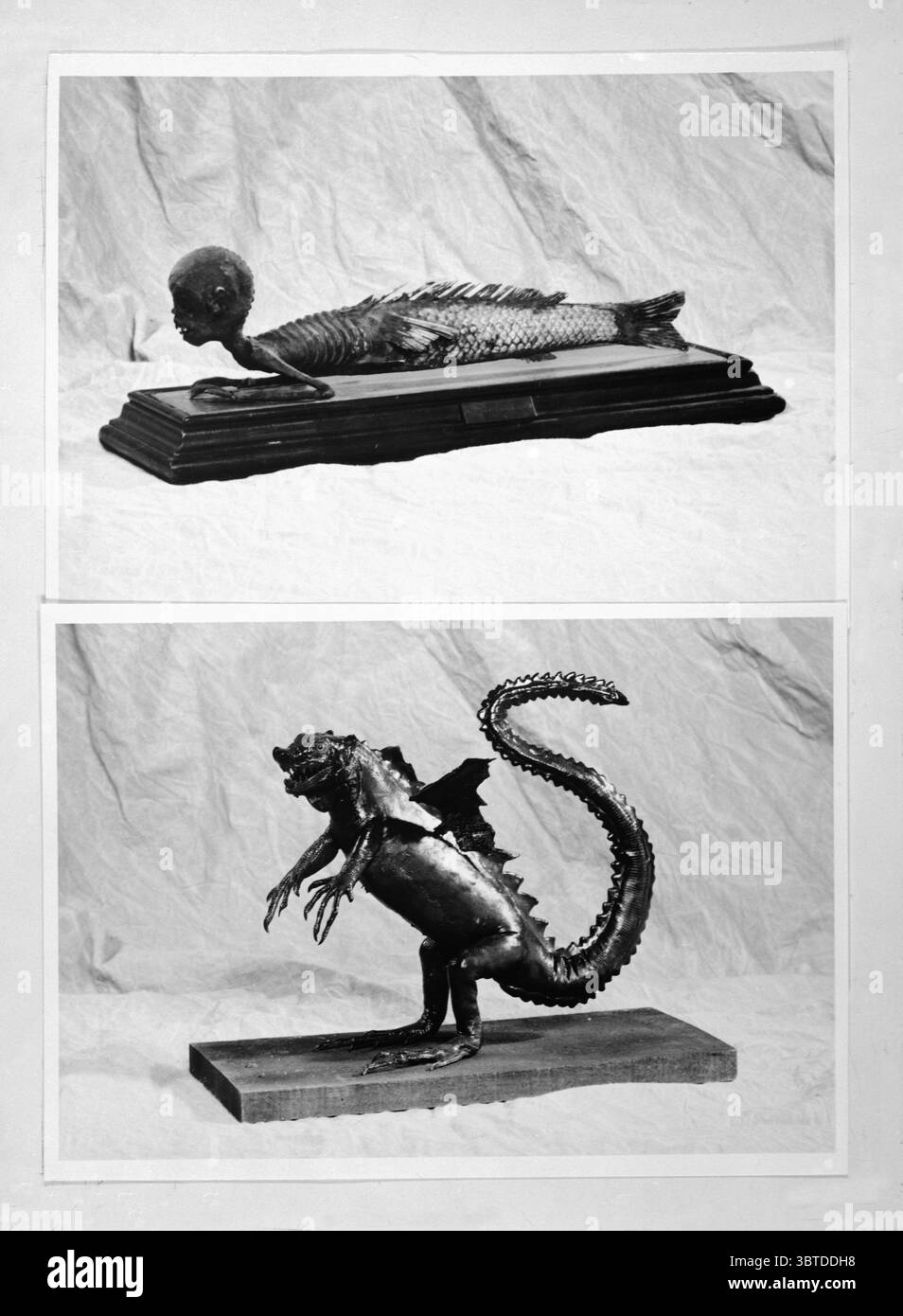 Miracles and wonders: Skeleton of a mermaid, popular in the 19th ...