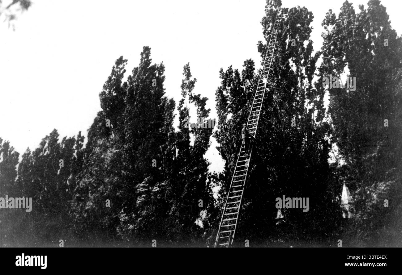 An Obsevation Post in a tree , Italian Front Stock Photo - Alamy