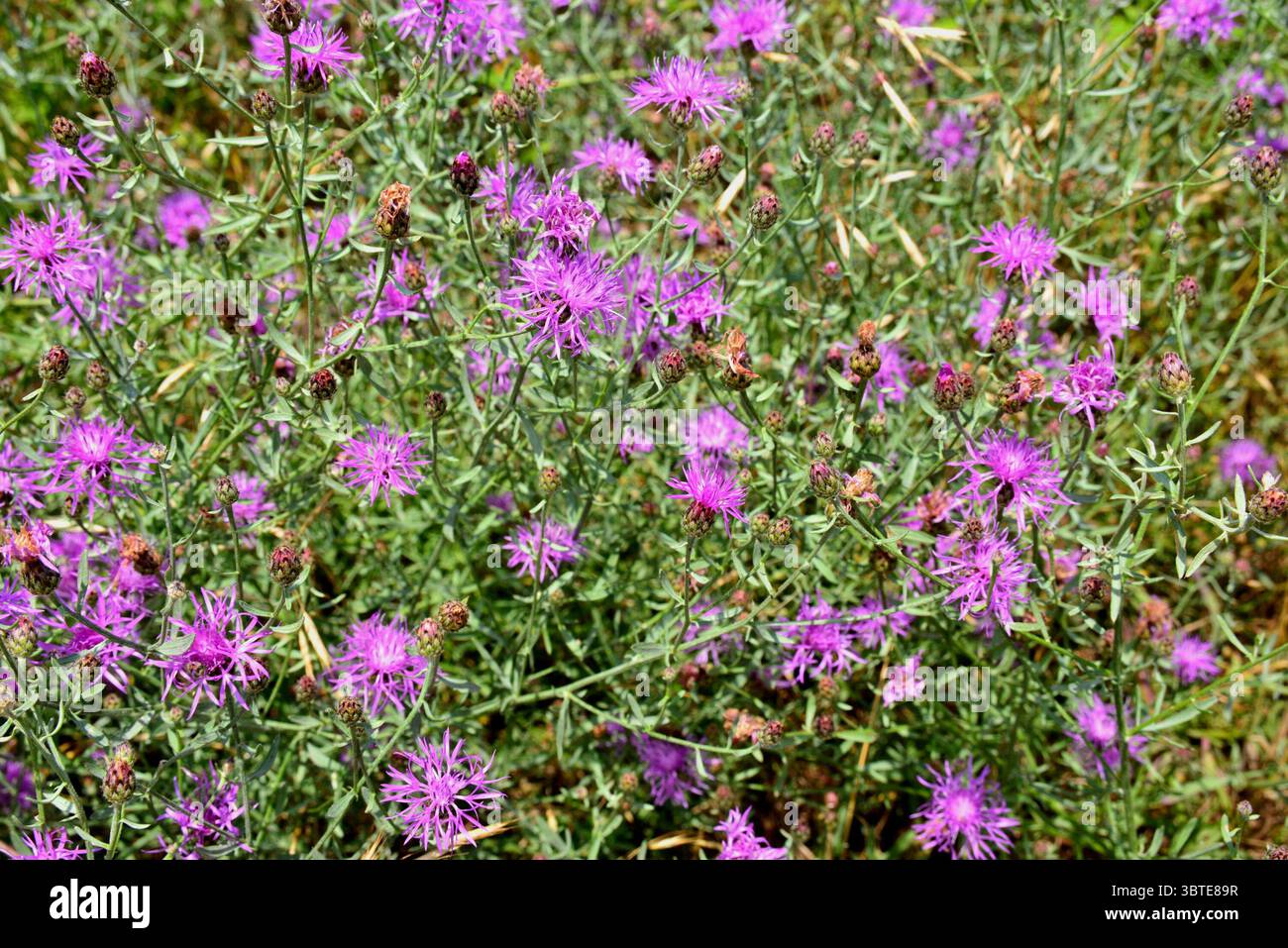 Centaurea stoebe, Spotted knapweed, although invasive in some places ...