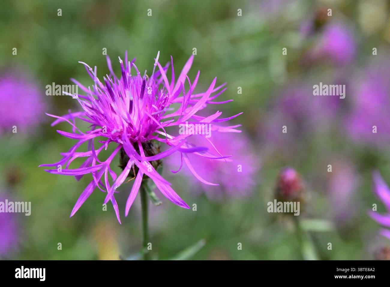 The pink colouring of Centaurea stoebe, Spotted knapweed, although ...