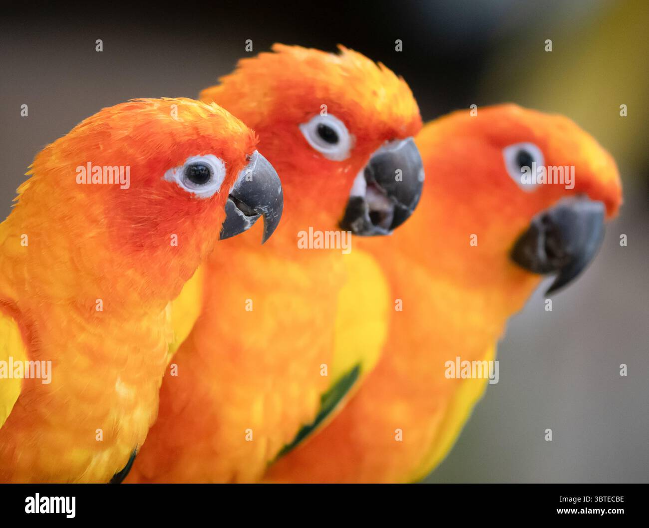 Group of Sun Conures on wooden branch Stock Photo - Alamy