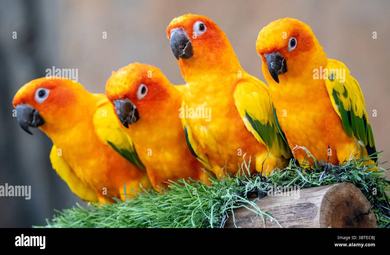 Group of Sun Conures on wooden branch Stock Photo - Alamy