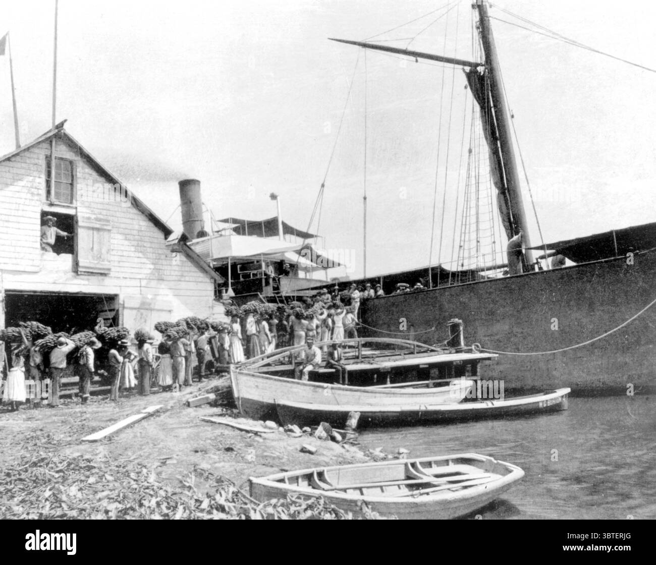 Queen Victoria's Empire trading West Indies Jamaica, loading Bananas ...