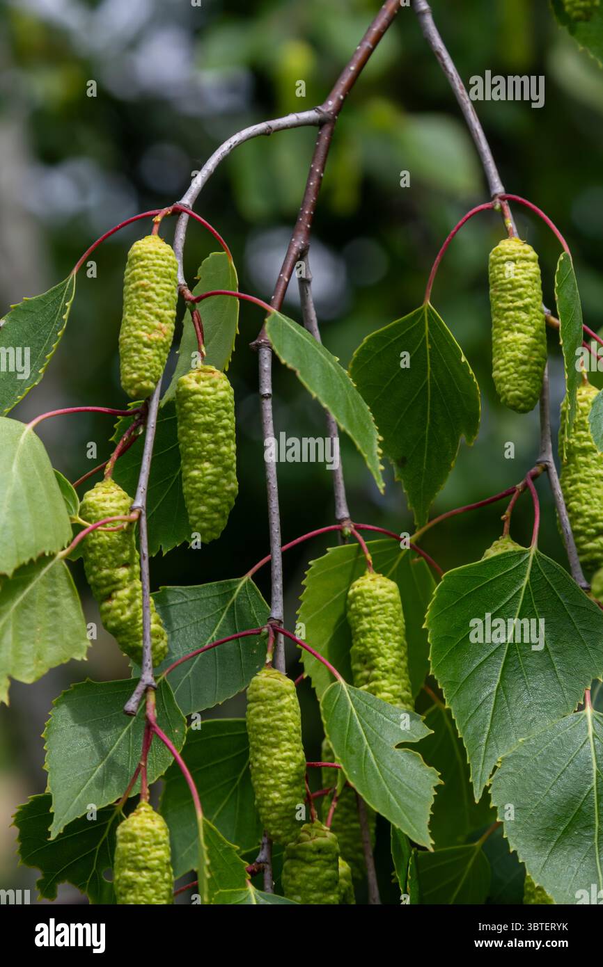 Clusters of bright green catkins hang from the drooping branches of a ...