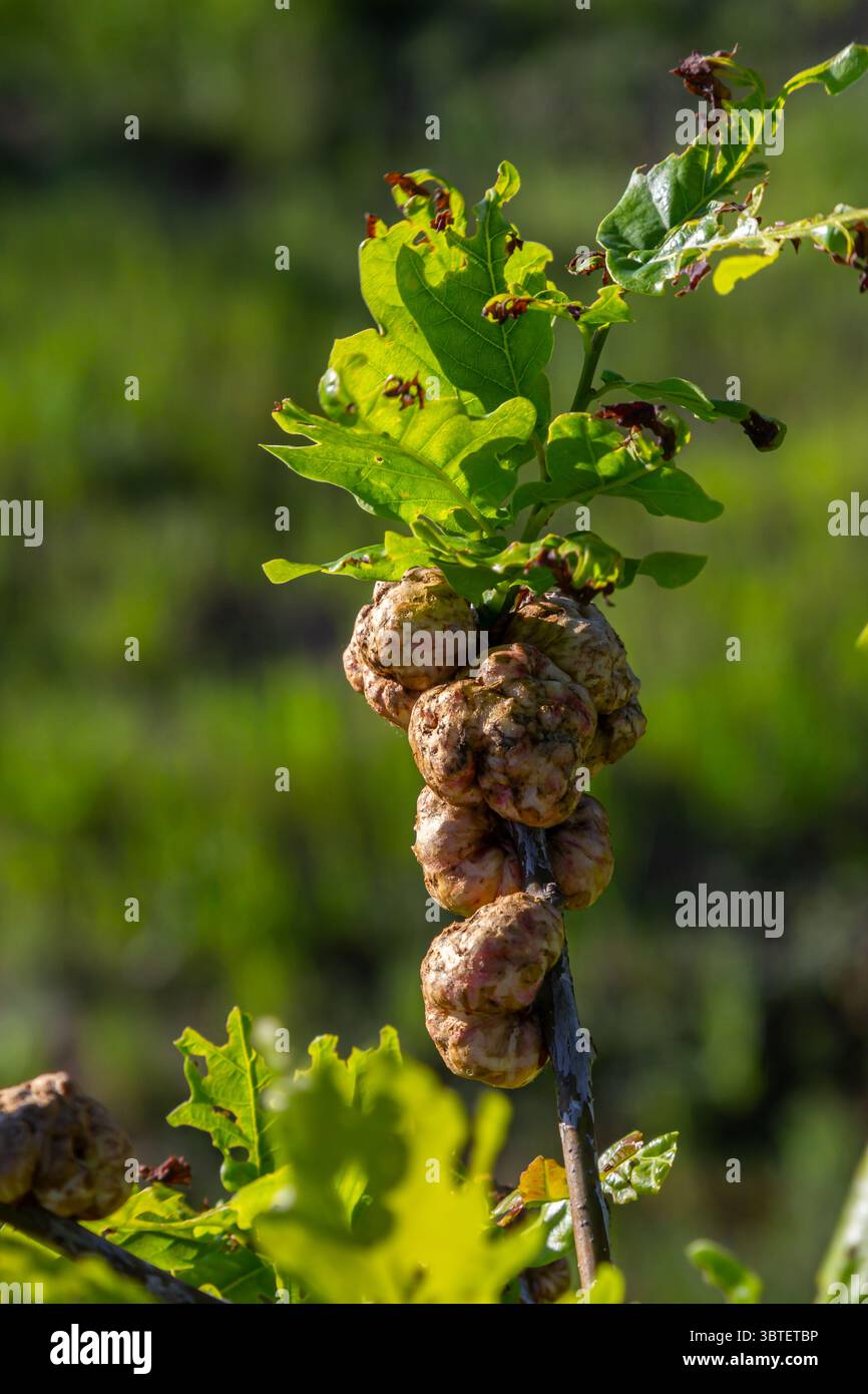 Large round galls form on oak branches as a result of Biorhiza pallida ...