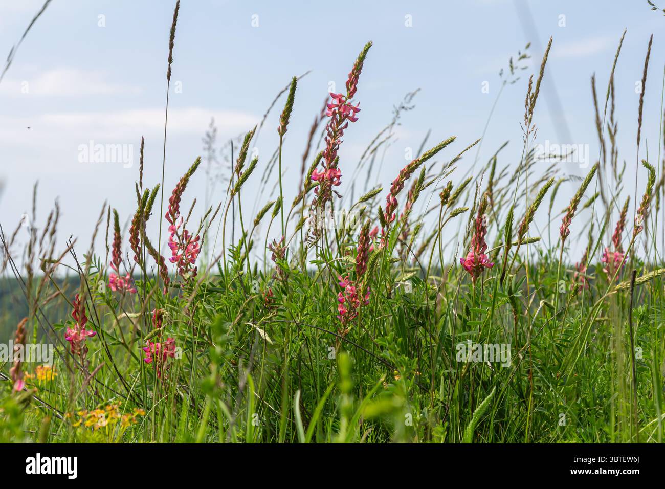 Pink flowers of common sainfoin flourish in a lush green field ...