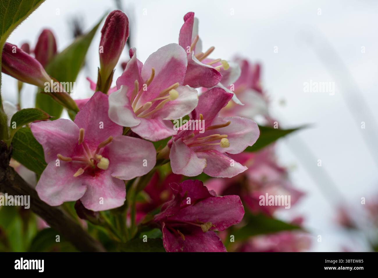 Diversity of weigela hi-res stock photography and images - Alamy