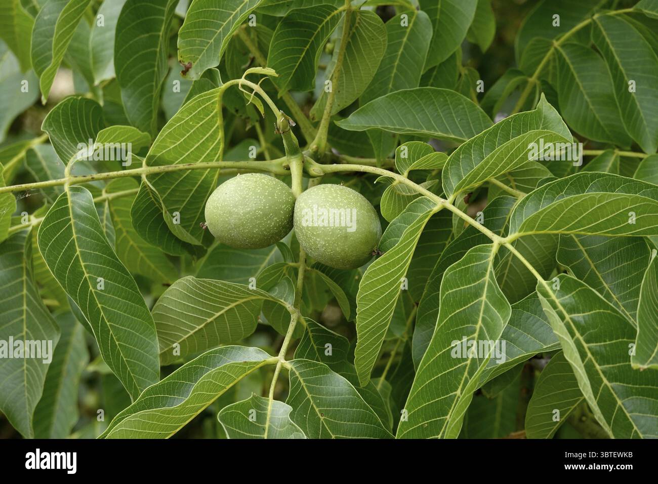 Walnut tree with walnuts, July, Germany Stock Photo - Alamy
