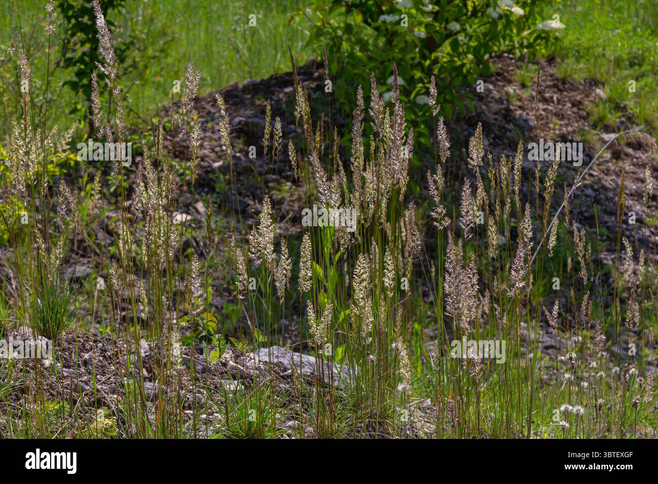 Calamagrostis epigejos commonly known as bushgrass is seen flourishing ...