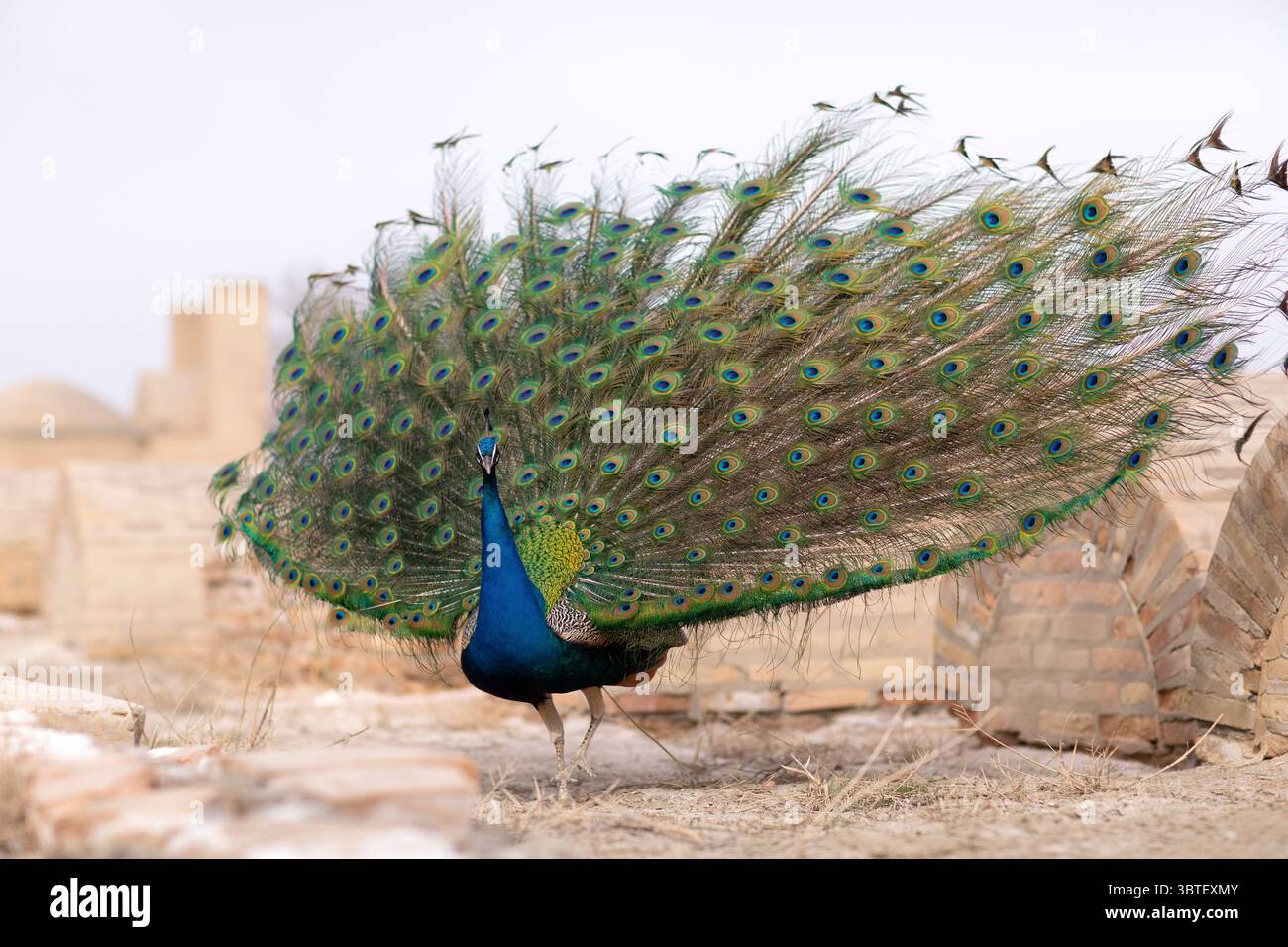A peacock slowly fans out its vibrant feathers, displaying a stunning ...