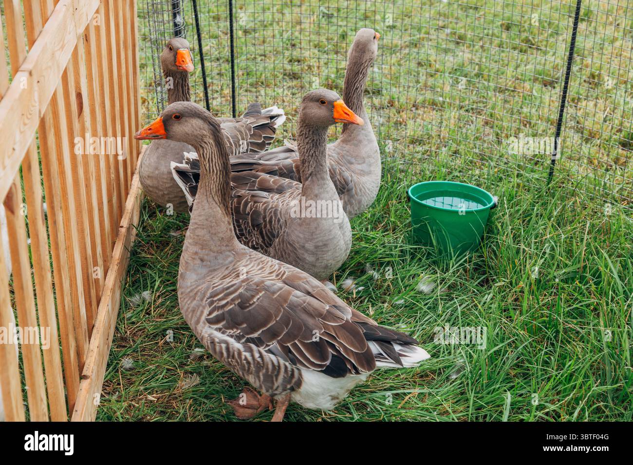 Grey geese in a pen Stock Photo - Alamy