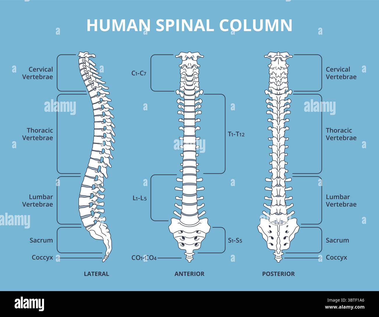 Human spinal column. Vertebral divisions scheme, anatomy medical ...