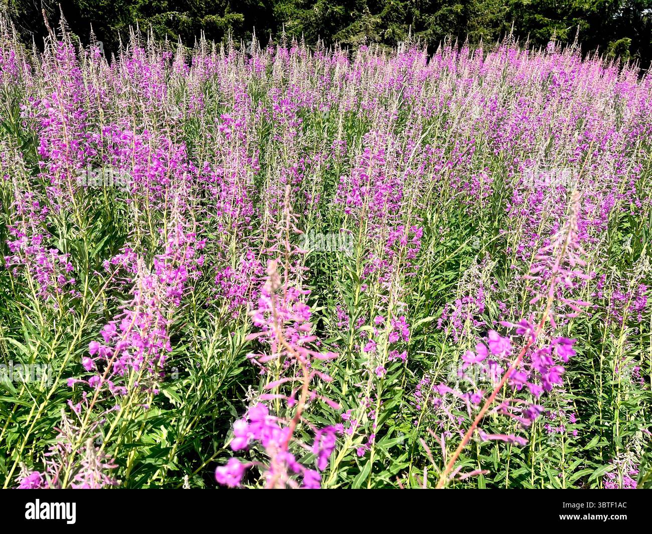 Fireweed chamaenerion angustifolium smartphone stock photos and images ...