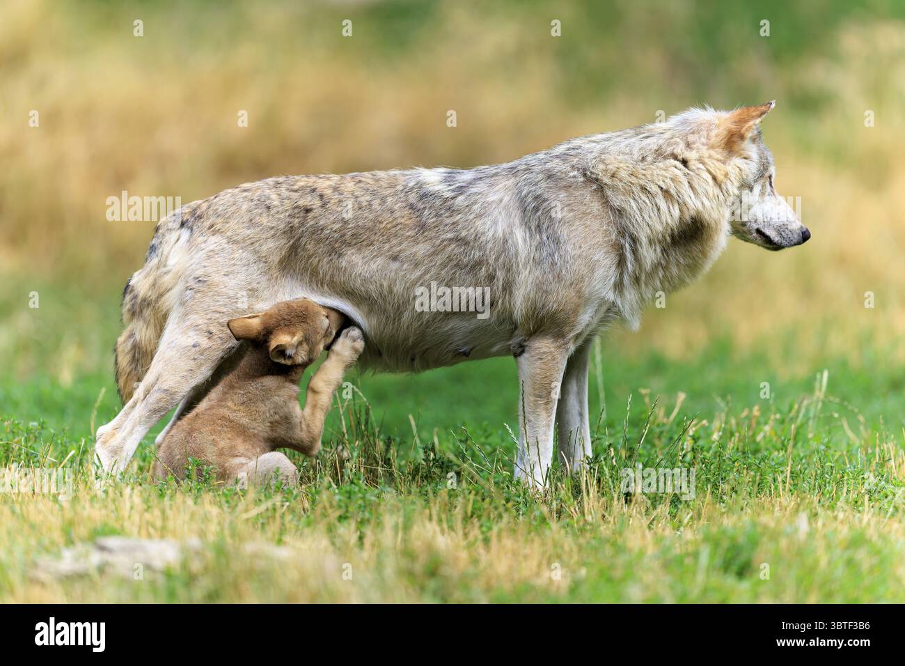 Pup scratching itself while sucking, next to its mother, Timberwolf ...