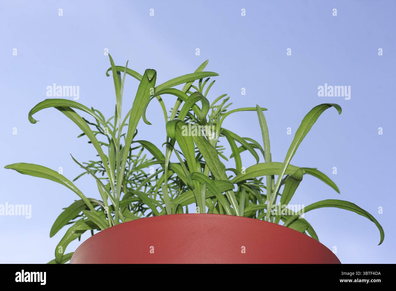Ornamental basket 'Sensation Mix' (Cosmos bipinnatus), nine weeks after ...