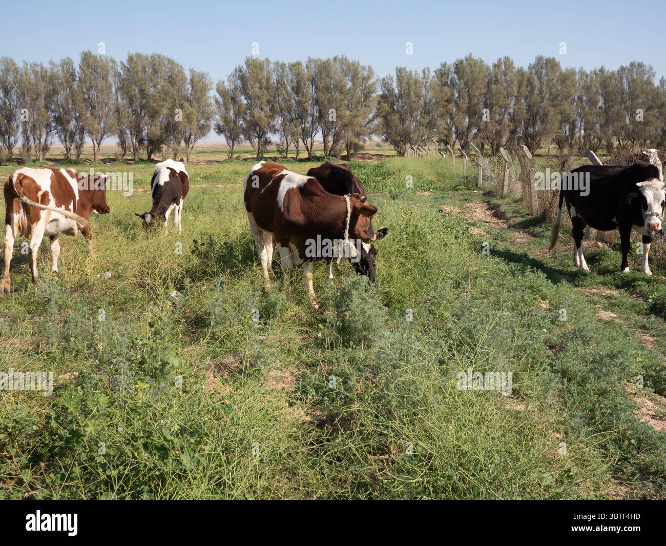 Cows graze in lush hi-res stock photography and images - Alamy