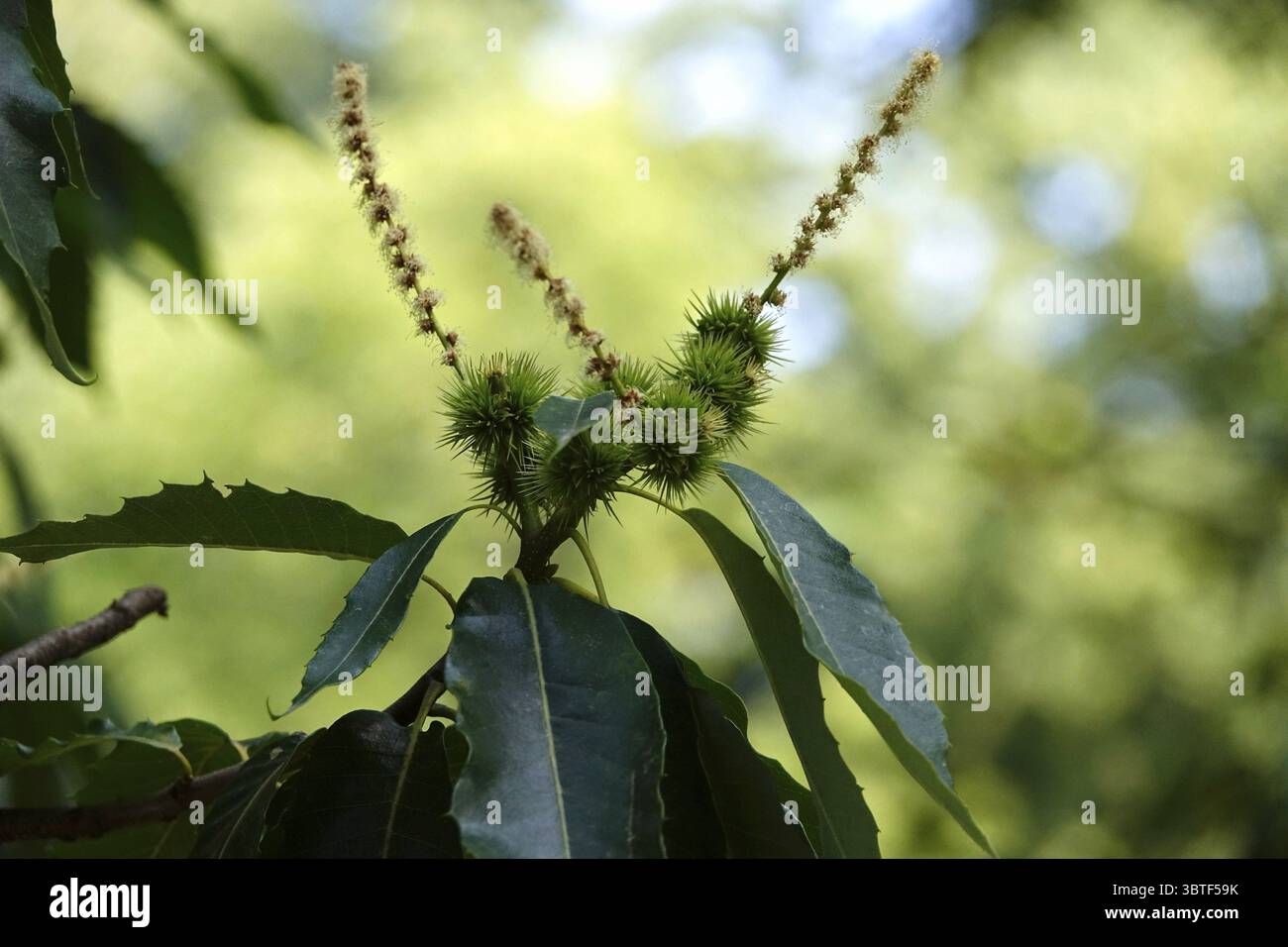 Chestnuts, July, Germany Stock Photo - Alamy
