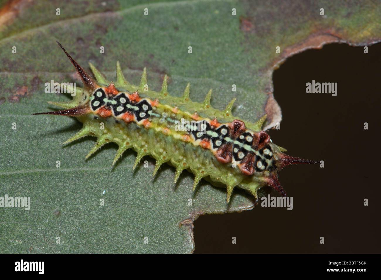 Four-spotted Cup Moth on Eucalyptus leaf Stock Photo - Alamy