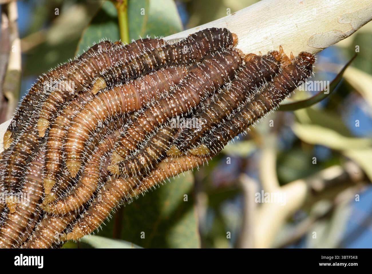 Clustering Sawfly Larvae on Eucalyptus tree Stock Photo - Alamy
