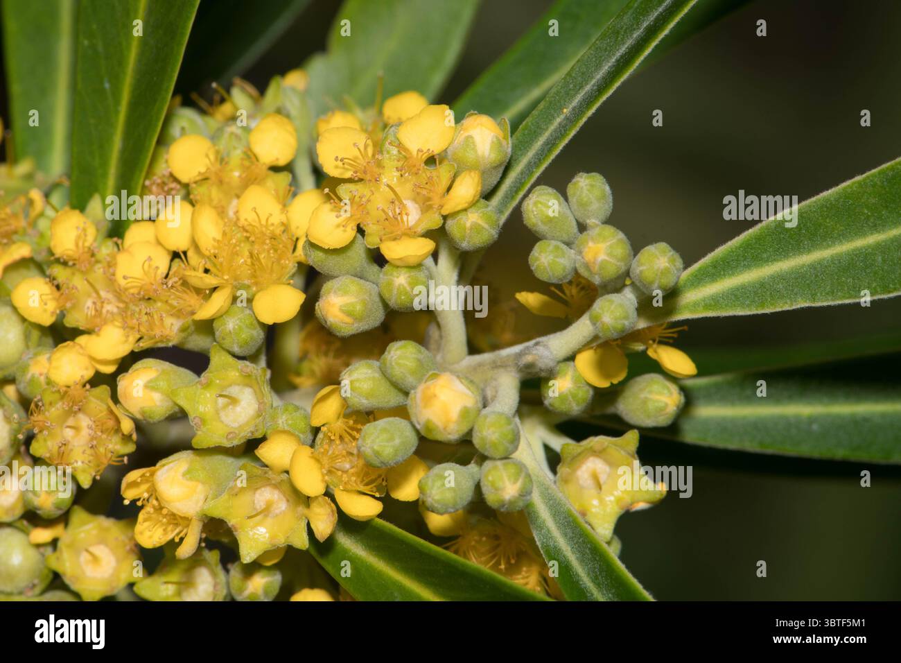 Golden Flowers of a Kanooka or Water Gum Stock Photo - Alamy