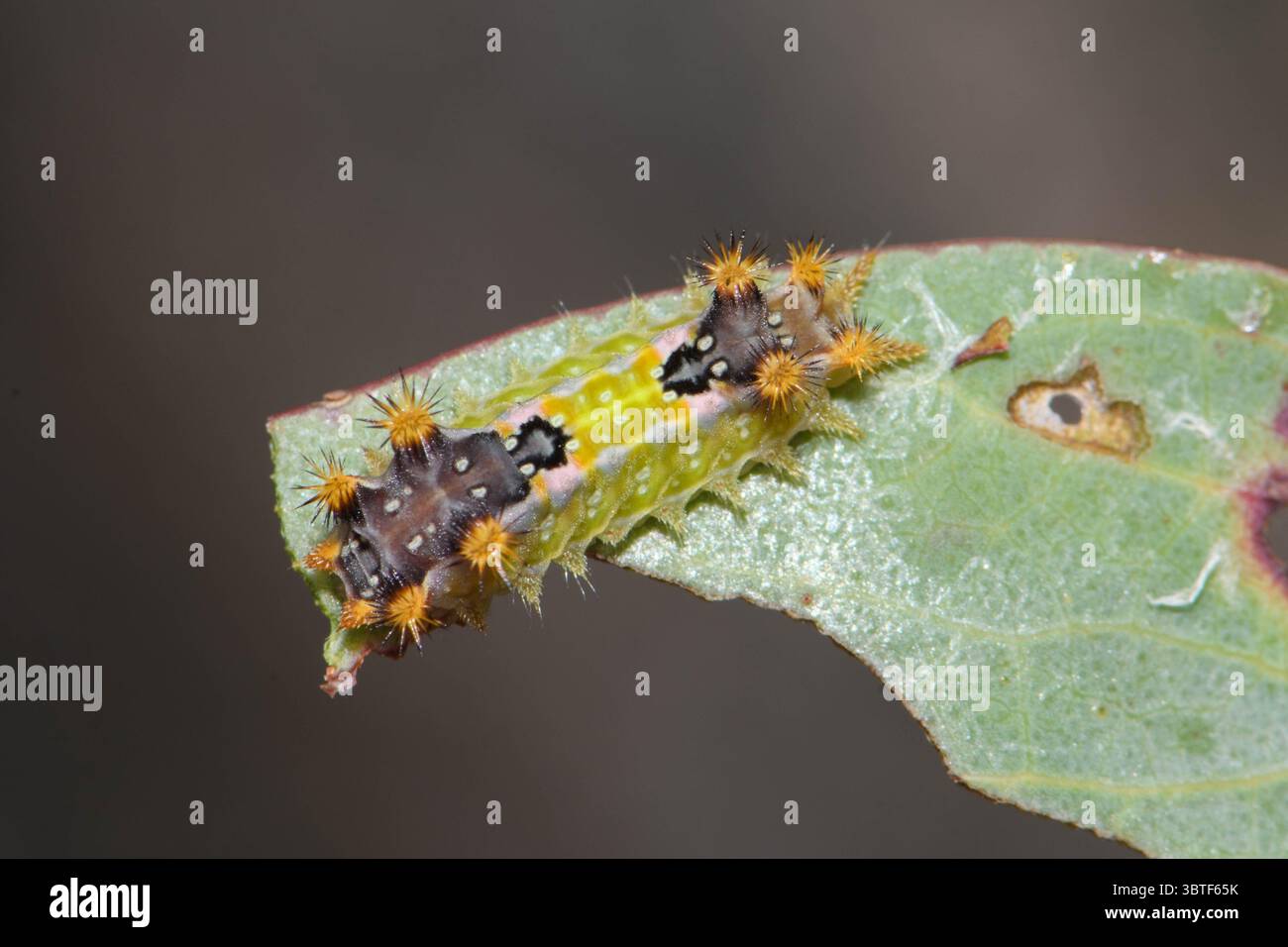Doratifera pinguis hi-res stock photography and images - Alamy