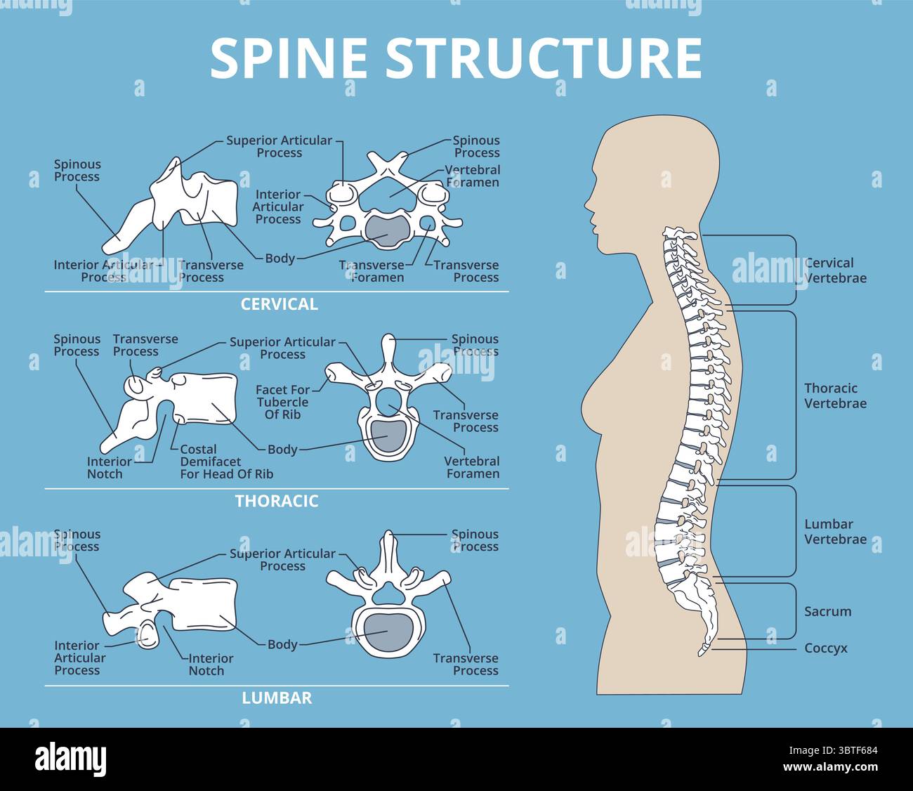 Spinal structure. Human anatomy, medical infographic educational poster, vertebral column ...