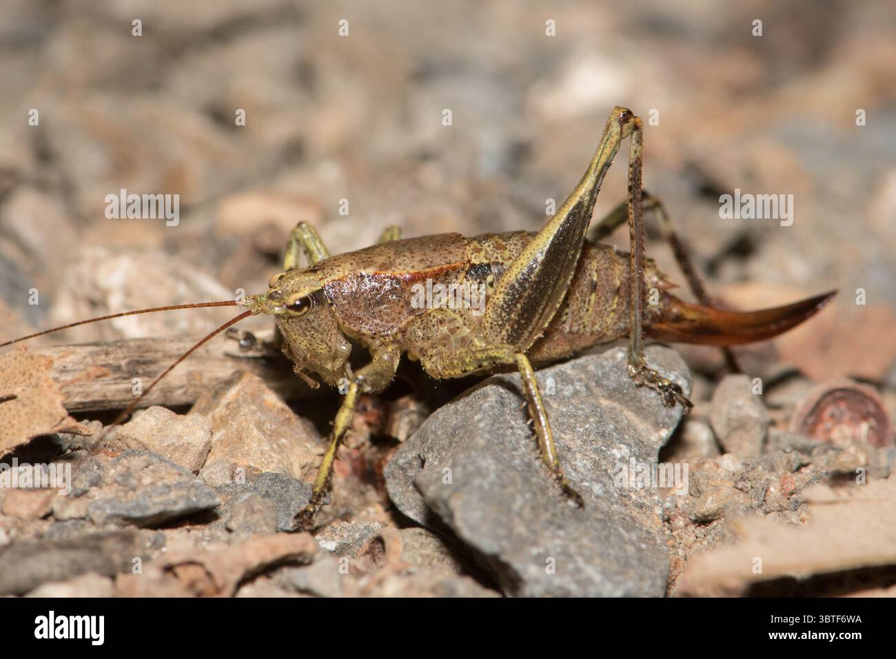 Common Eastern Requena resting on ground Stock Photo - Alamy