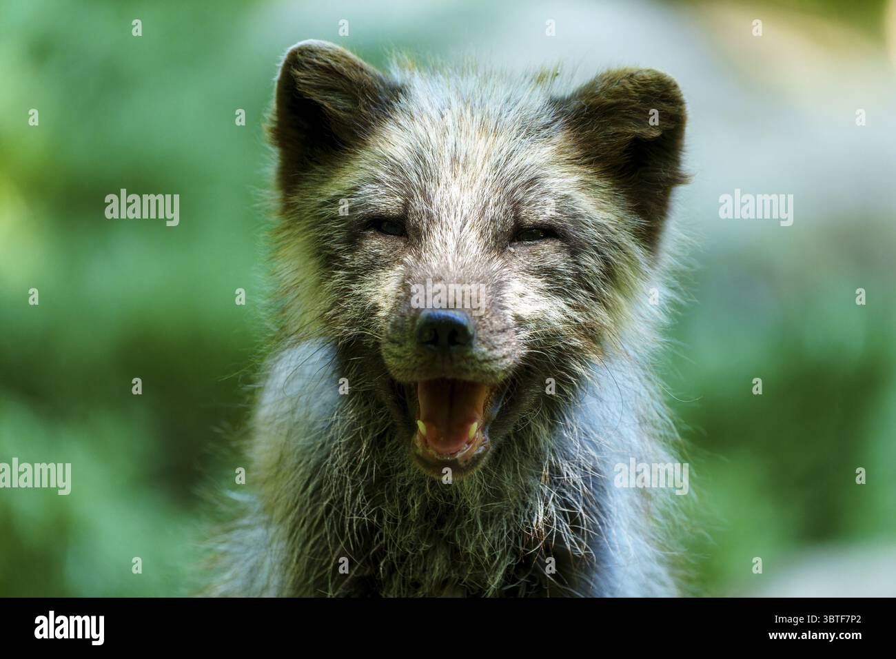 Close-up of a smiling fox in a forest, showing a happy and friendly ...
