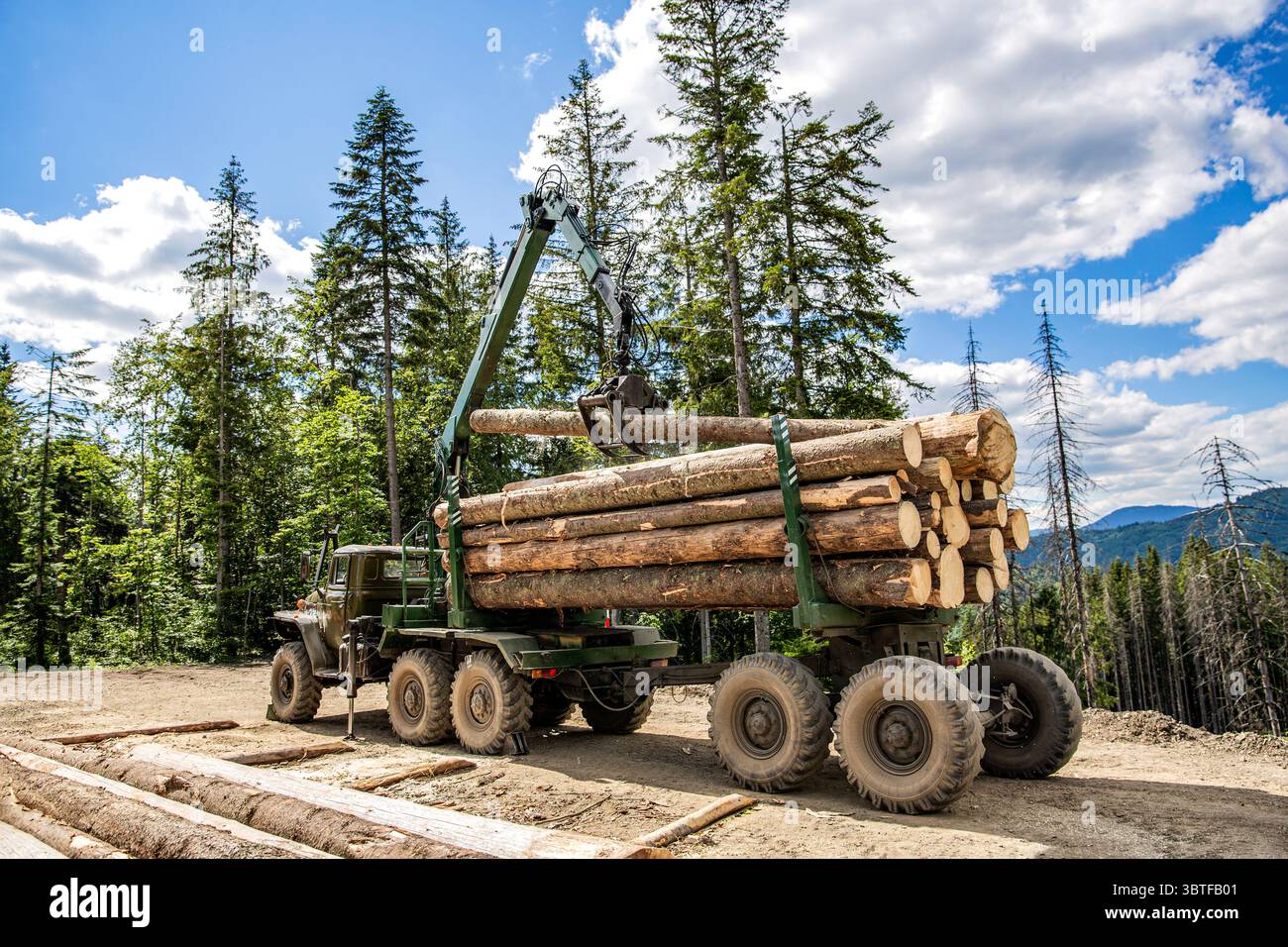 Forest industry. Wheel-mounted loader, timber grab. Felling of trees ...