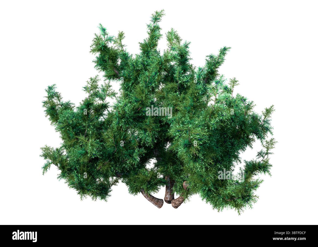 3D rendering of a mediterranean juniper tree isolated on white ...