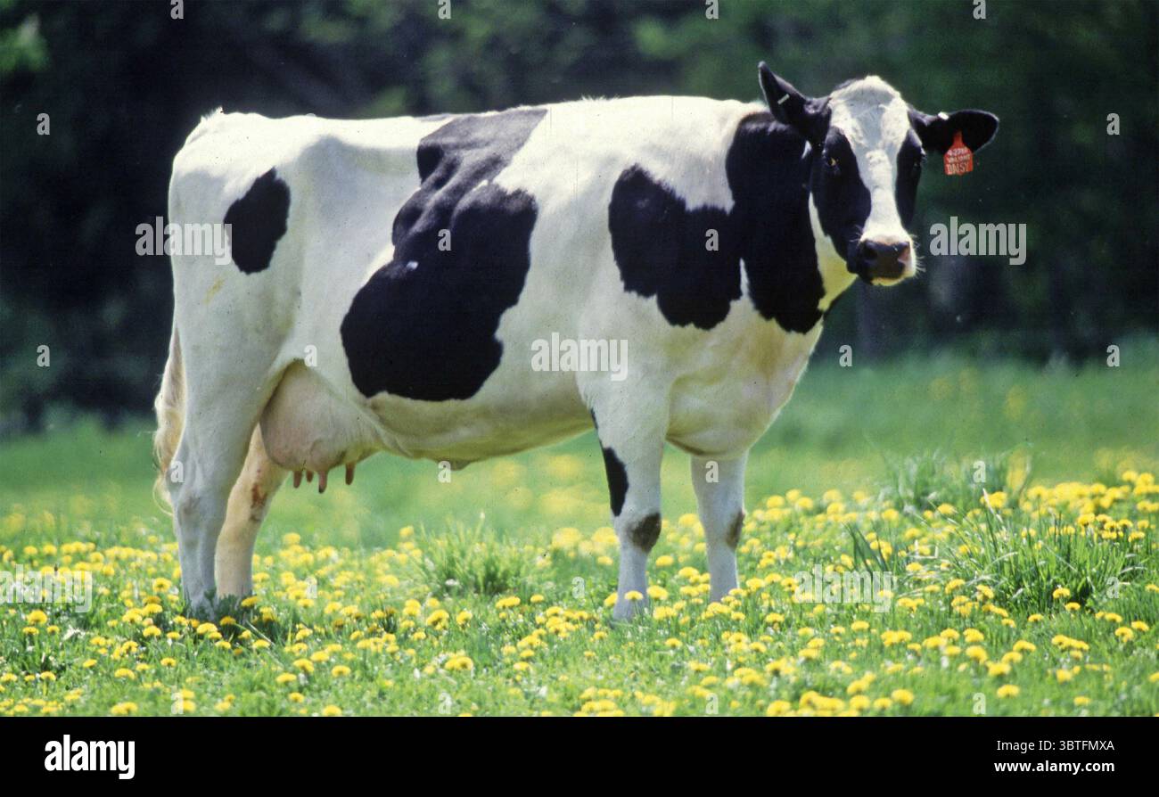 HOLSTEIN COW Photo: Keith Weller/USDA Stock Photo - Alamy