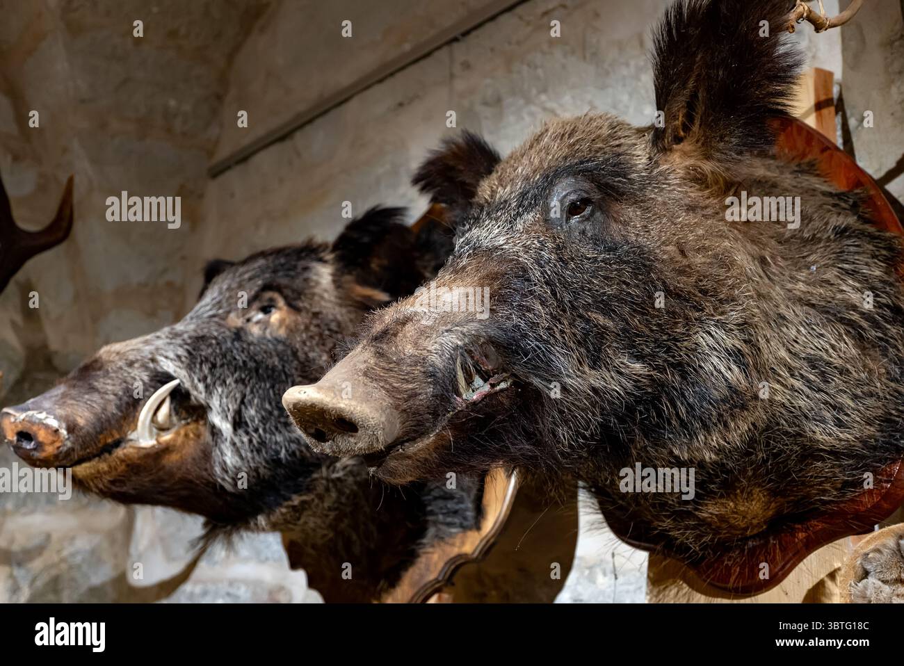 Wild boar taxidermy heads hanging on wall Stock Photo - Alamy