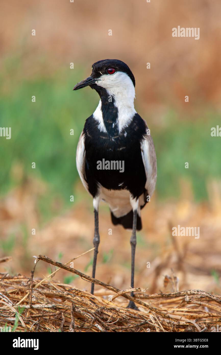 Spur-winged Lapwing (Vanellus spinosus) standing by the water ...