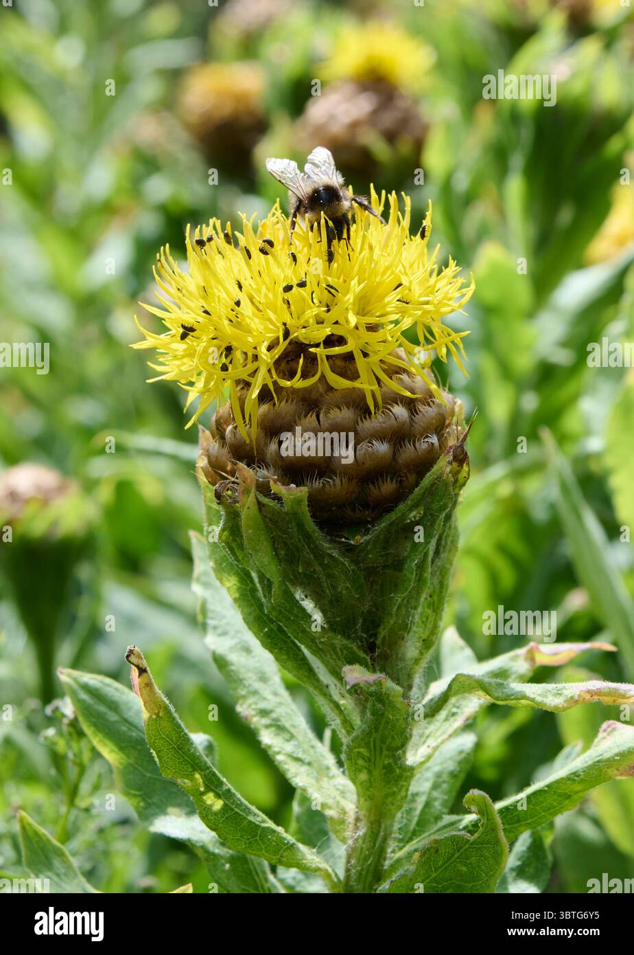 Giant Knapweed (centaurea macrocephala )Close up of flowerhead Stock ...