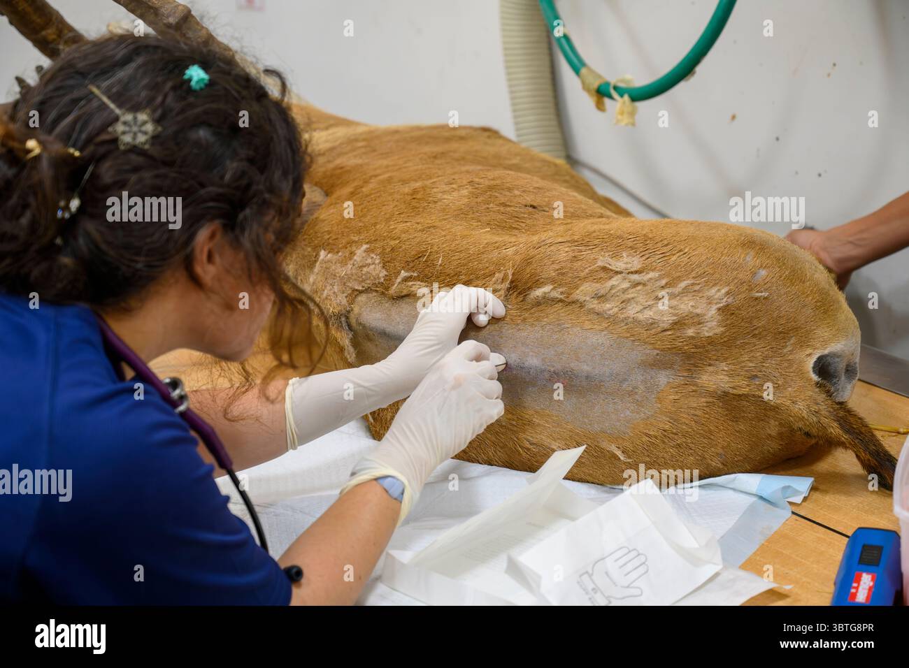 Veterinarian staff are performing a Lumbar puncture on a large male ...