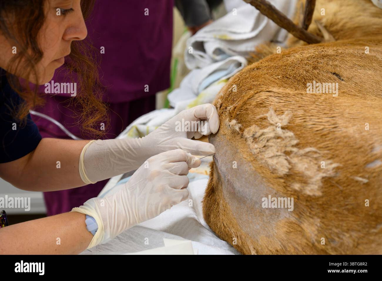Veterinarian staff are performing a Lumbar puncture on a large male ...