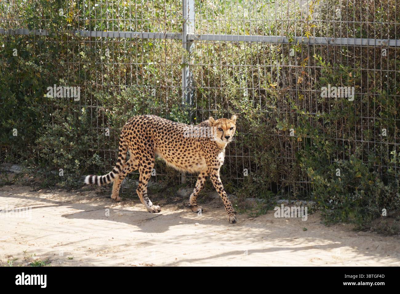 The Midbarium or "Desertarium" also the Jack, Joseph, and Morton Mandel ...