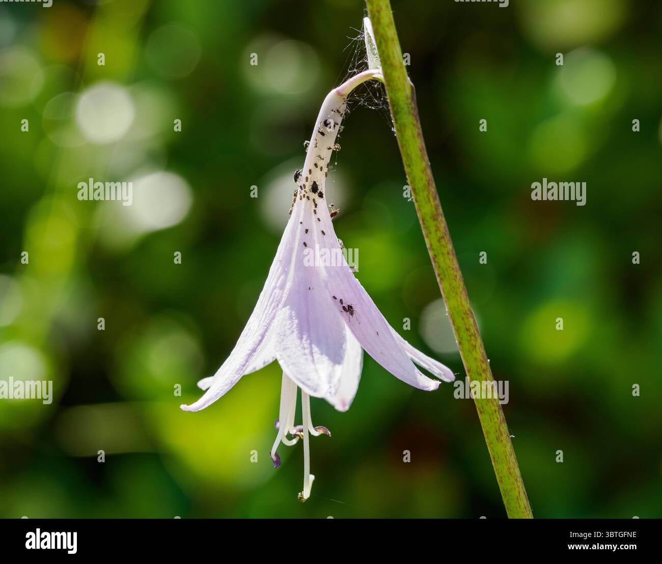 Hosta flower crawling with aphids Stock Photo - Alamy