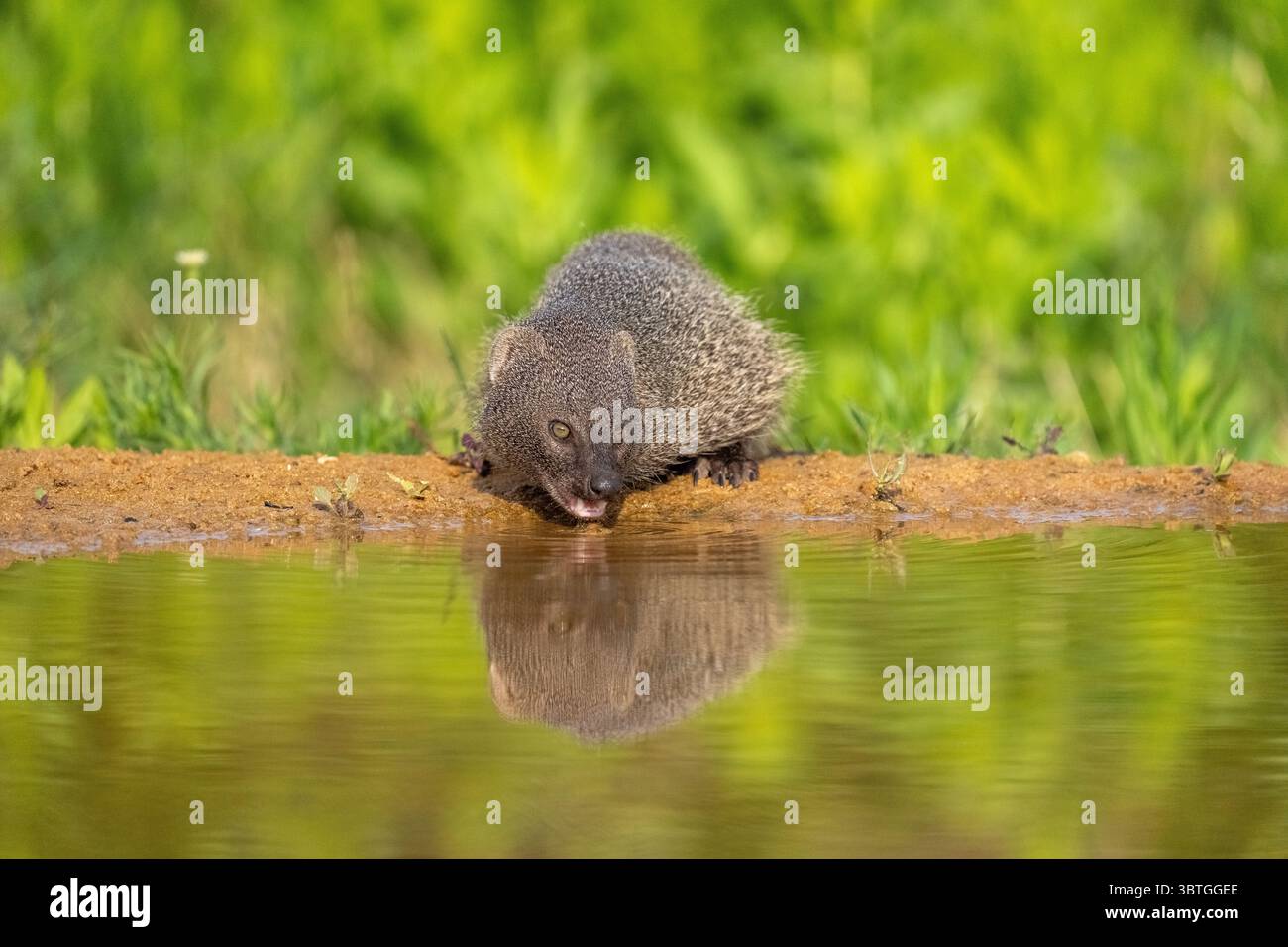 Egyptian Mongoose (Herpestes ichneumon) The Egyptian mongoose is the ...